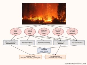Mitigating the Lasting Effects of Wildfire - California Ecosystem ...